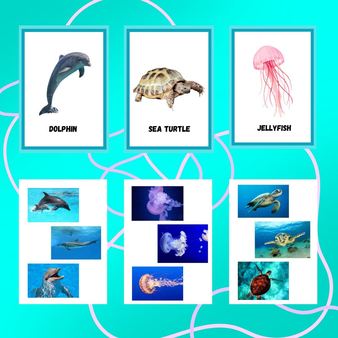 Sea Animals Poster for Kids - Double-sided Educational Chart, Ocean ...