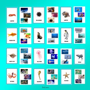 Sea Animals Poster for Kids - Double-sided Educational Chart, Ocean ...