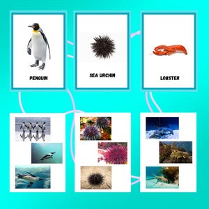 Sea Animals Poster for Kids - Double-sided Educational Chart, Ocean ...