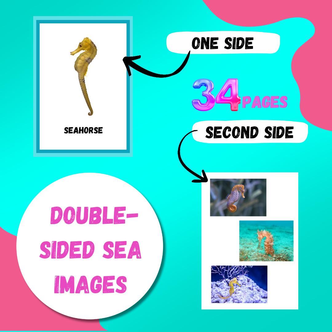 Sea Animals Poster for Kids Double-sided Educational Chart, Ocean Life ...