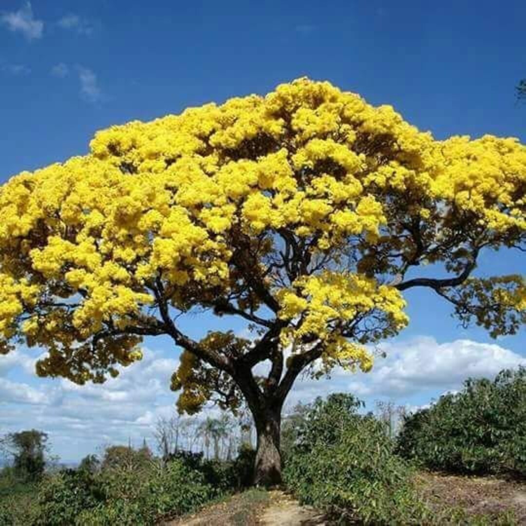 100 Semillas De Guayacan Amarillo, Yellow Tabebuia, Trompeta Dorada ...
