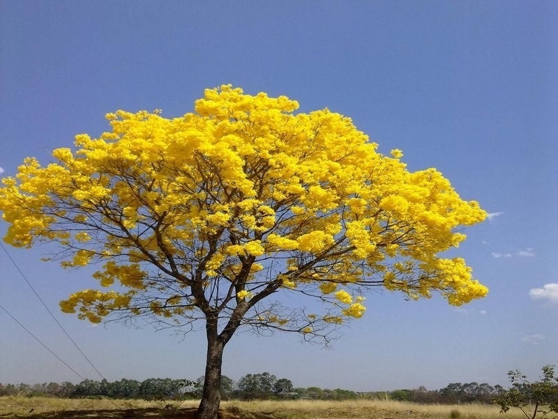 30 Semillas De Guayacan Amarillo, Yellow Tabebuia, Trompeta Dorada ...