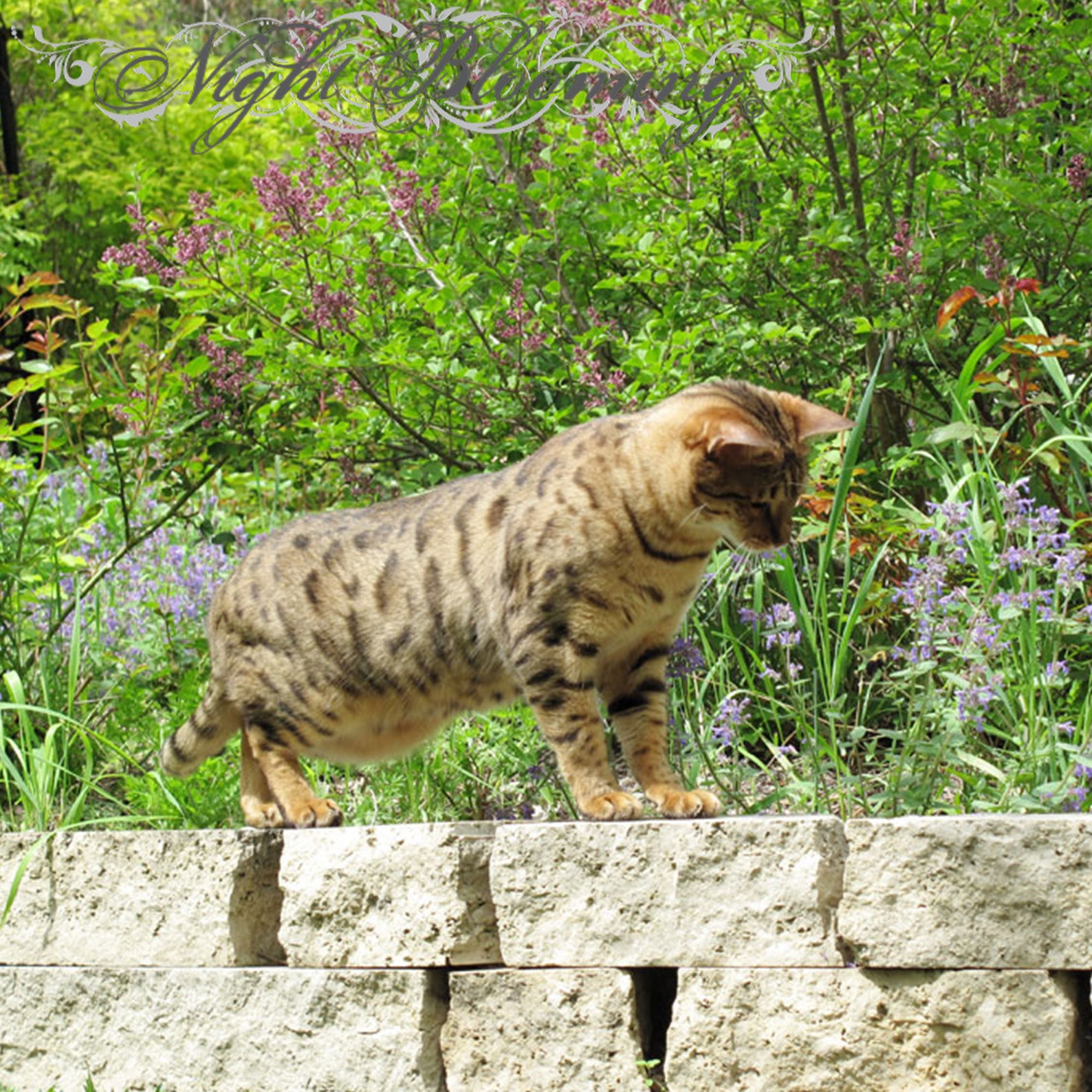 Garden Pergola DIY Cat Enclosure & Catio Plans With Natural | Etsy UK