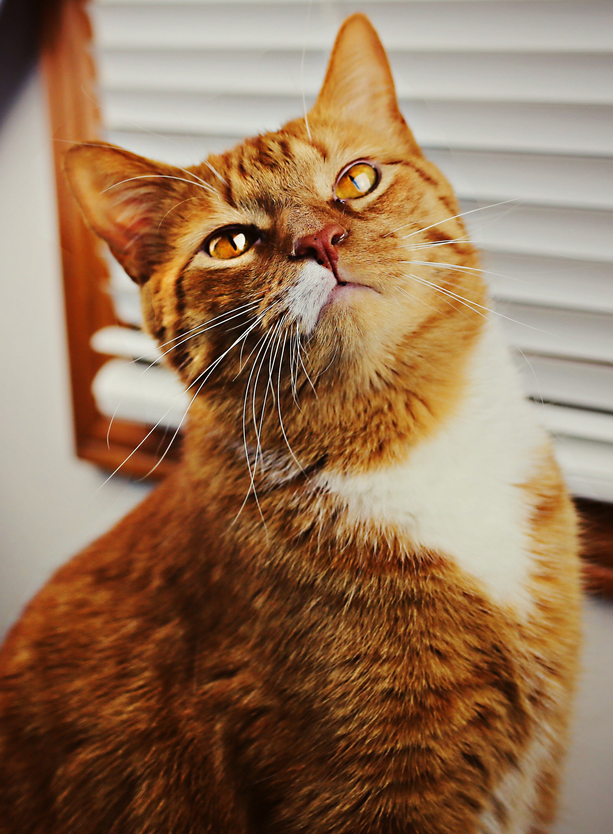 Cheddar the shttykitty Orange Tabby Cat Knit/knitting or - Etsy