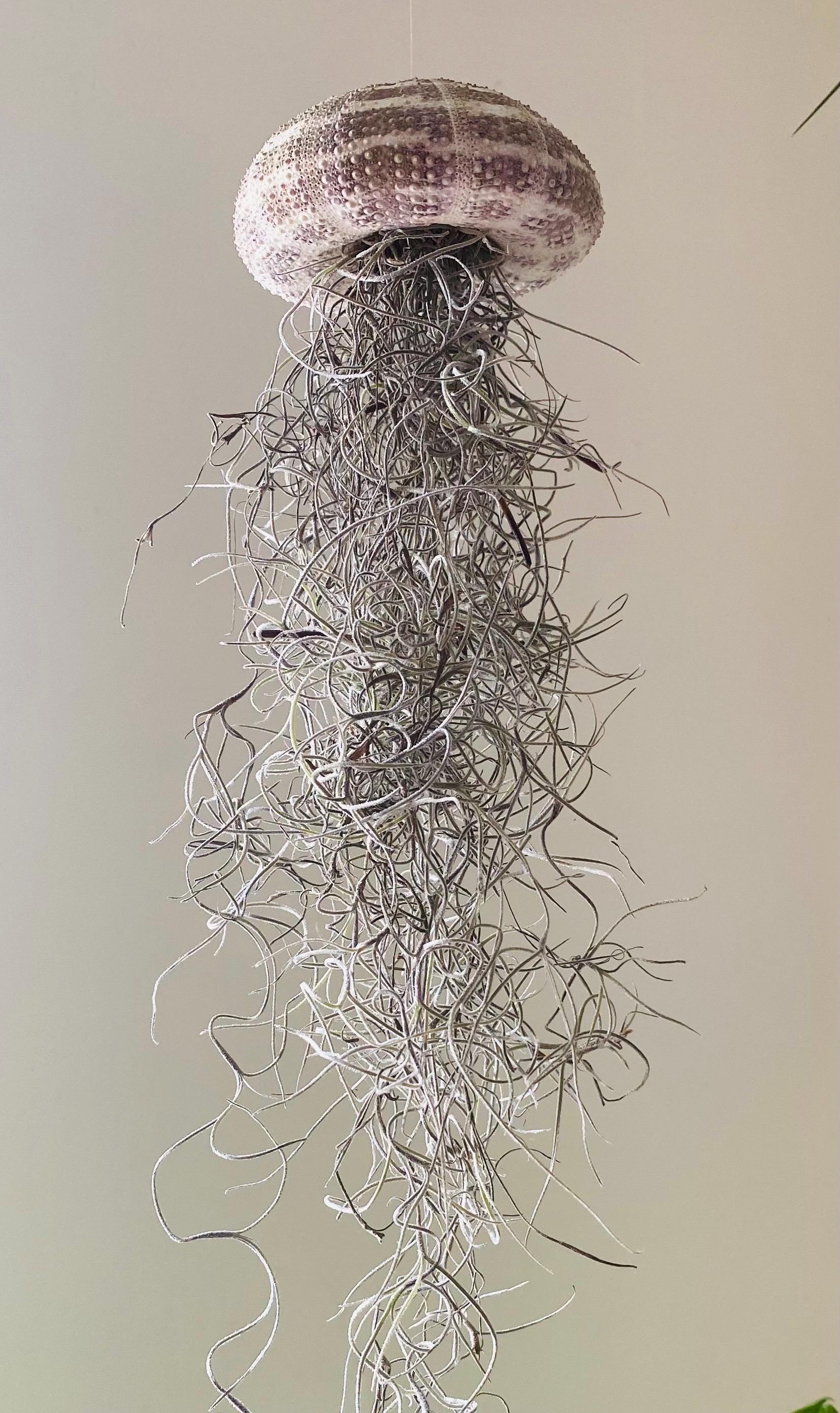 Hanging Sea Shell Air Plant - Etsy