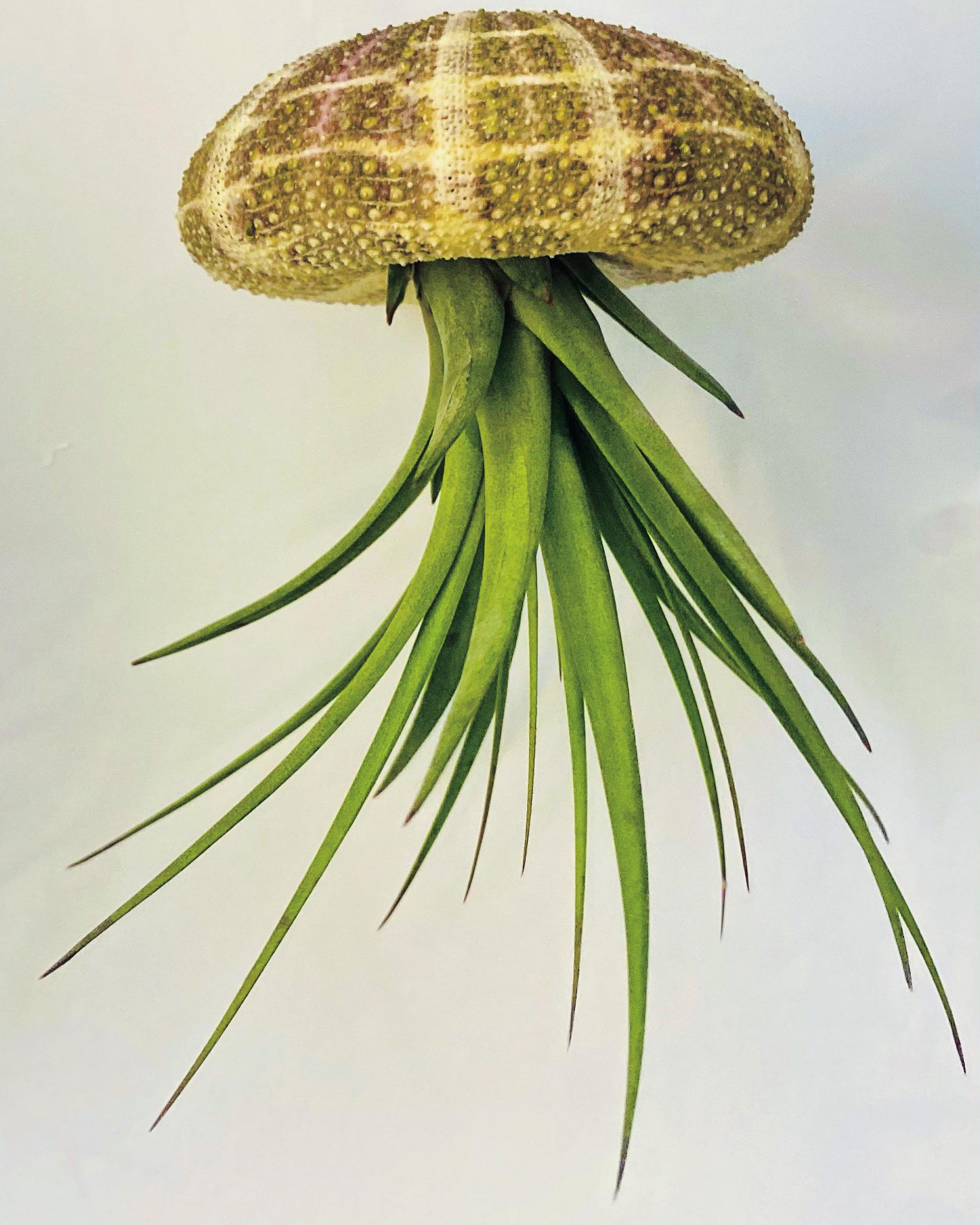 Hanging Sea Shell Air Plant - Etsy