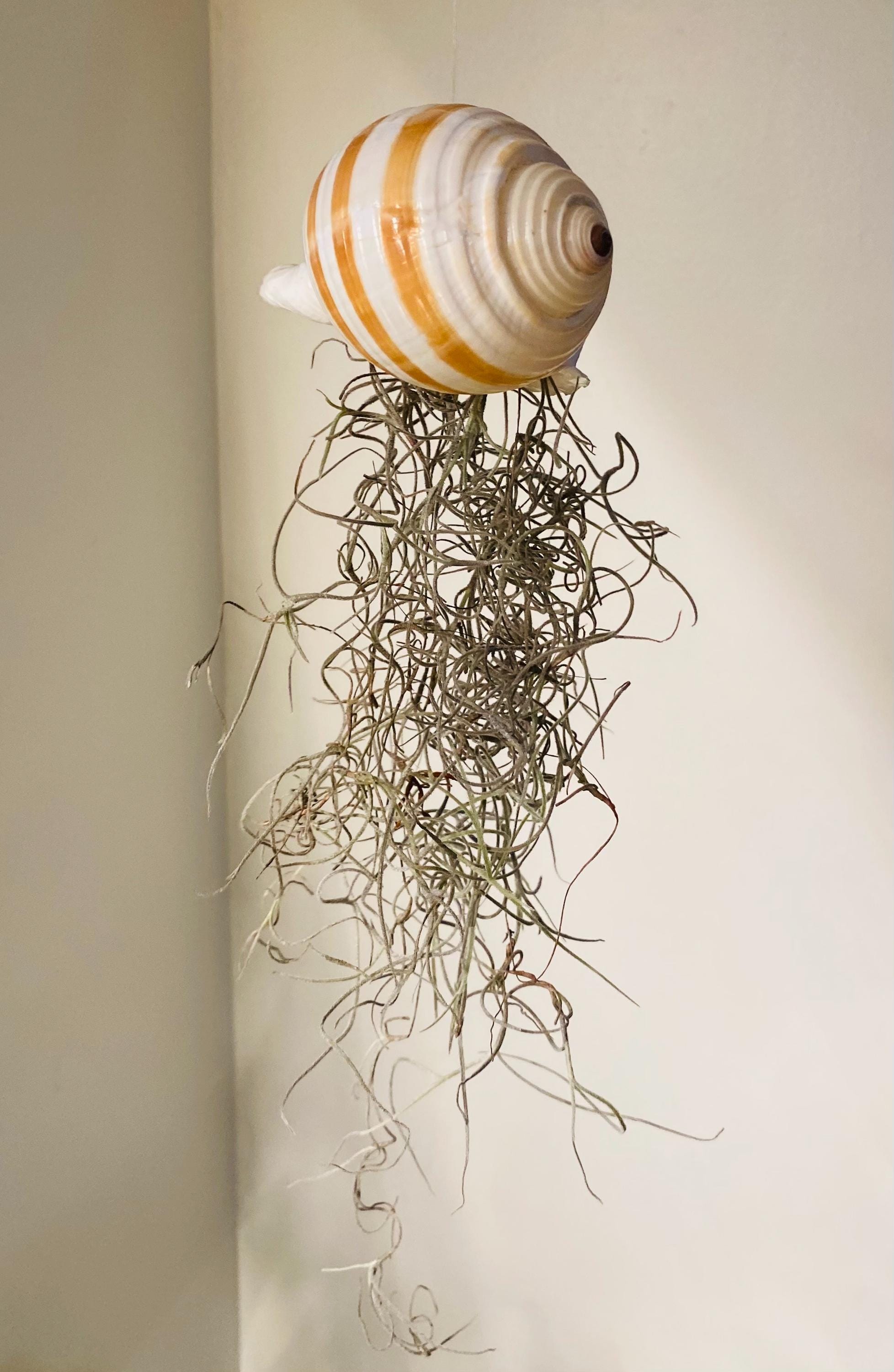 Hanging Sea Shell Air Plant - Etsy