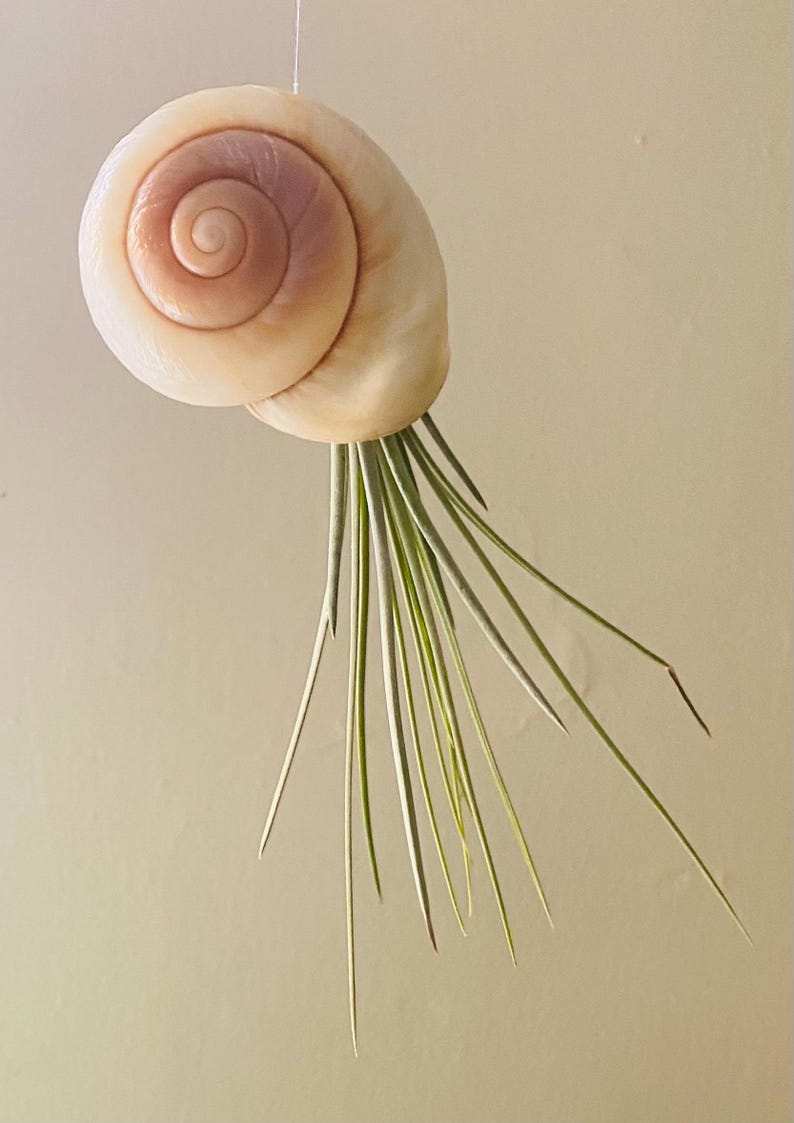 Hanging Sea Shell Air Plant - Etsy