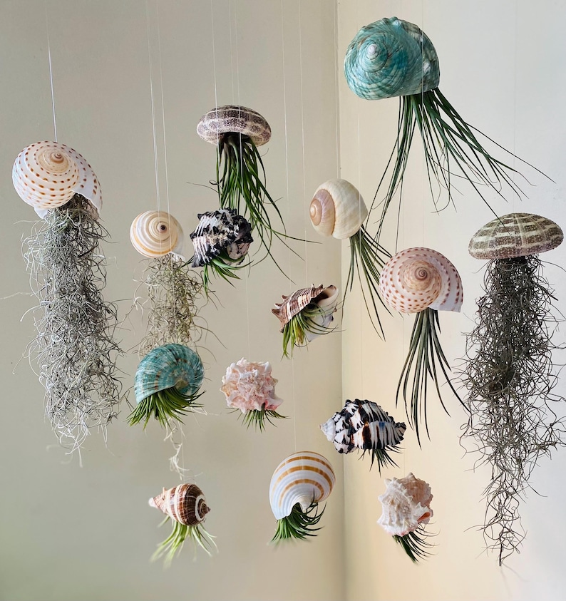 Hanging Sea Shell Air Plant - Etsy
