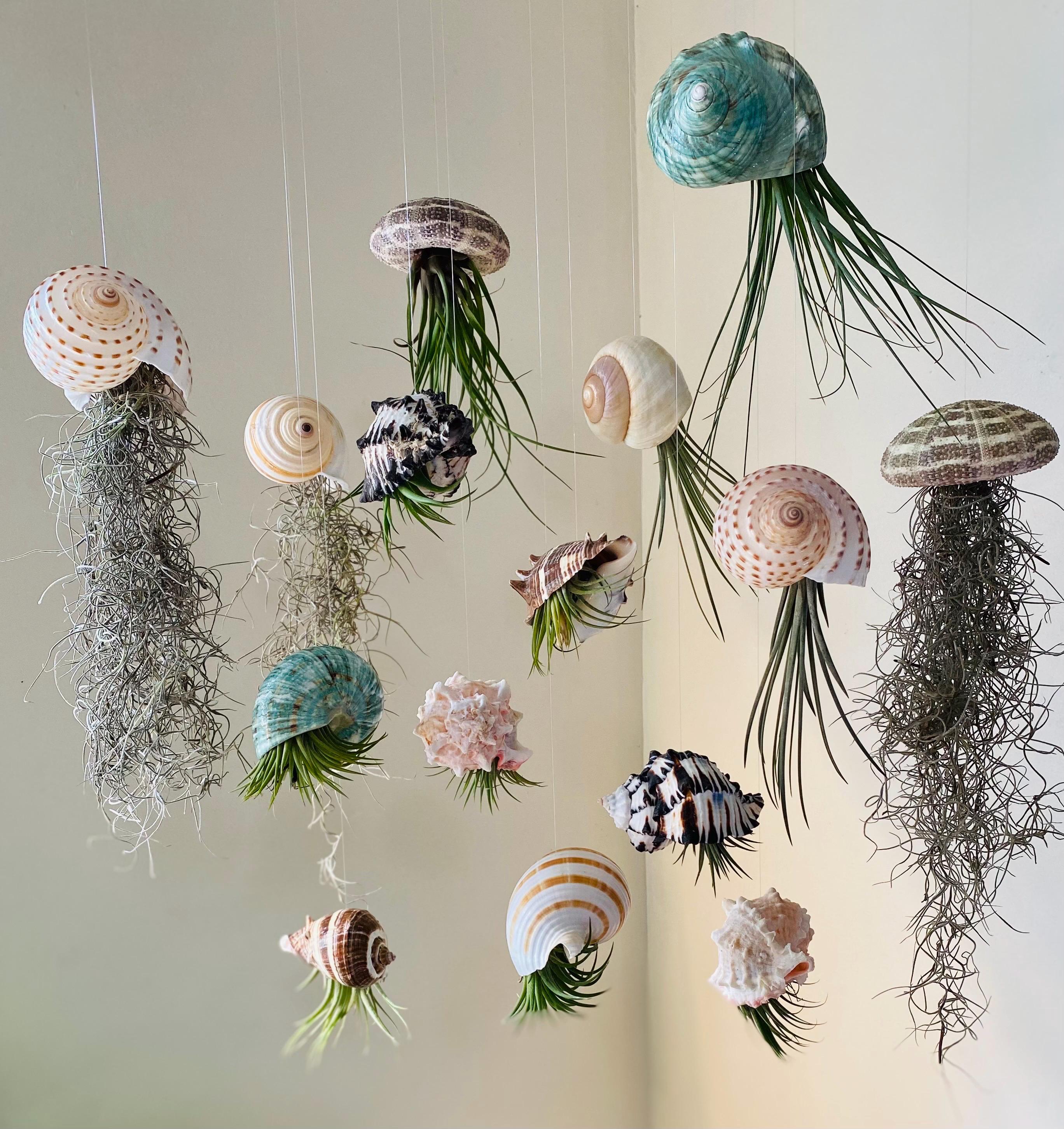 Hanging Sea Shell Air Plant - Etsy