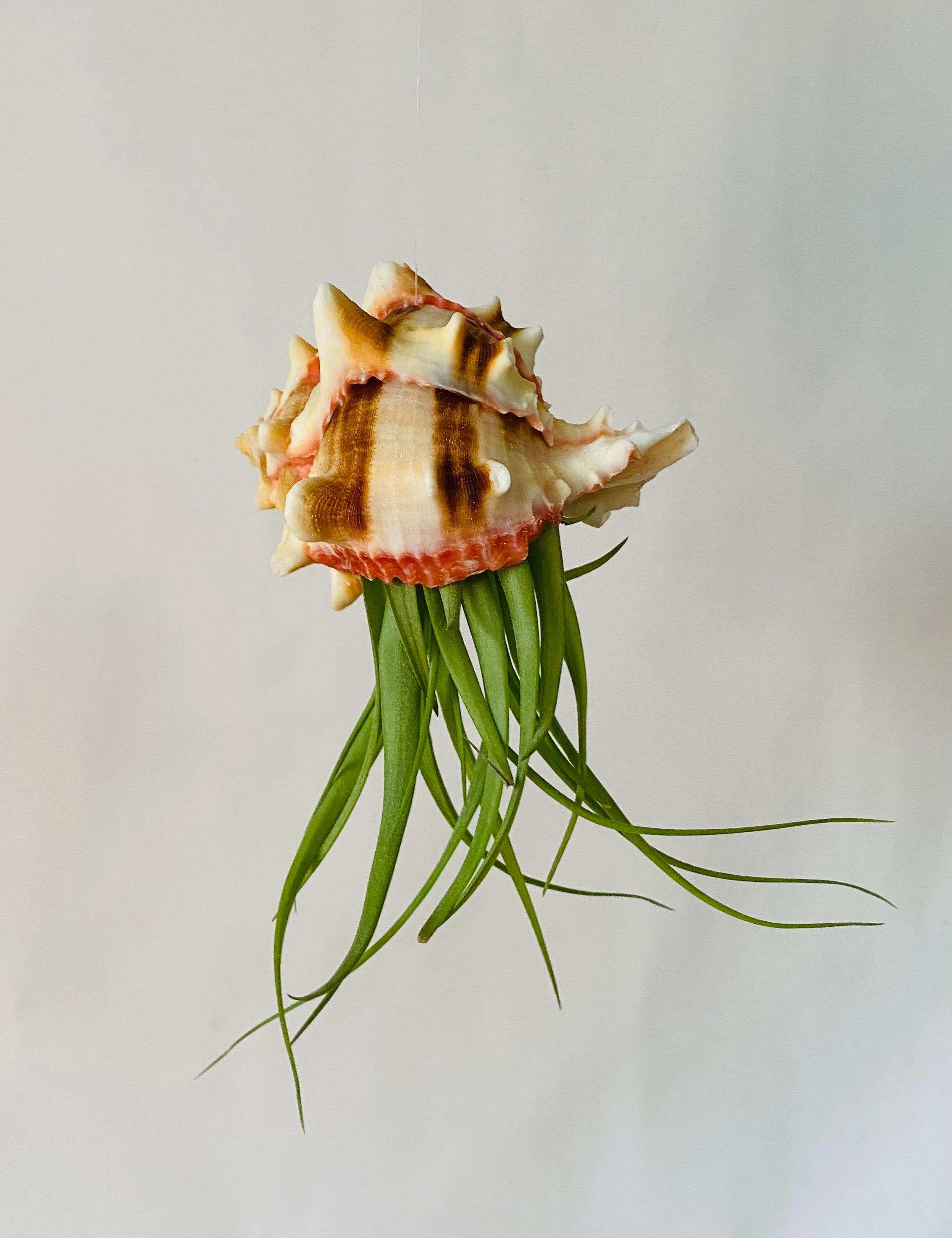Hanging Sea Shell Air Plant - Etsy