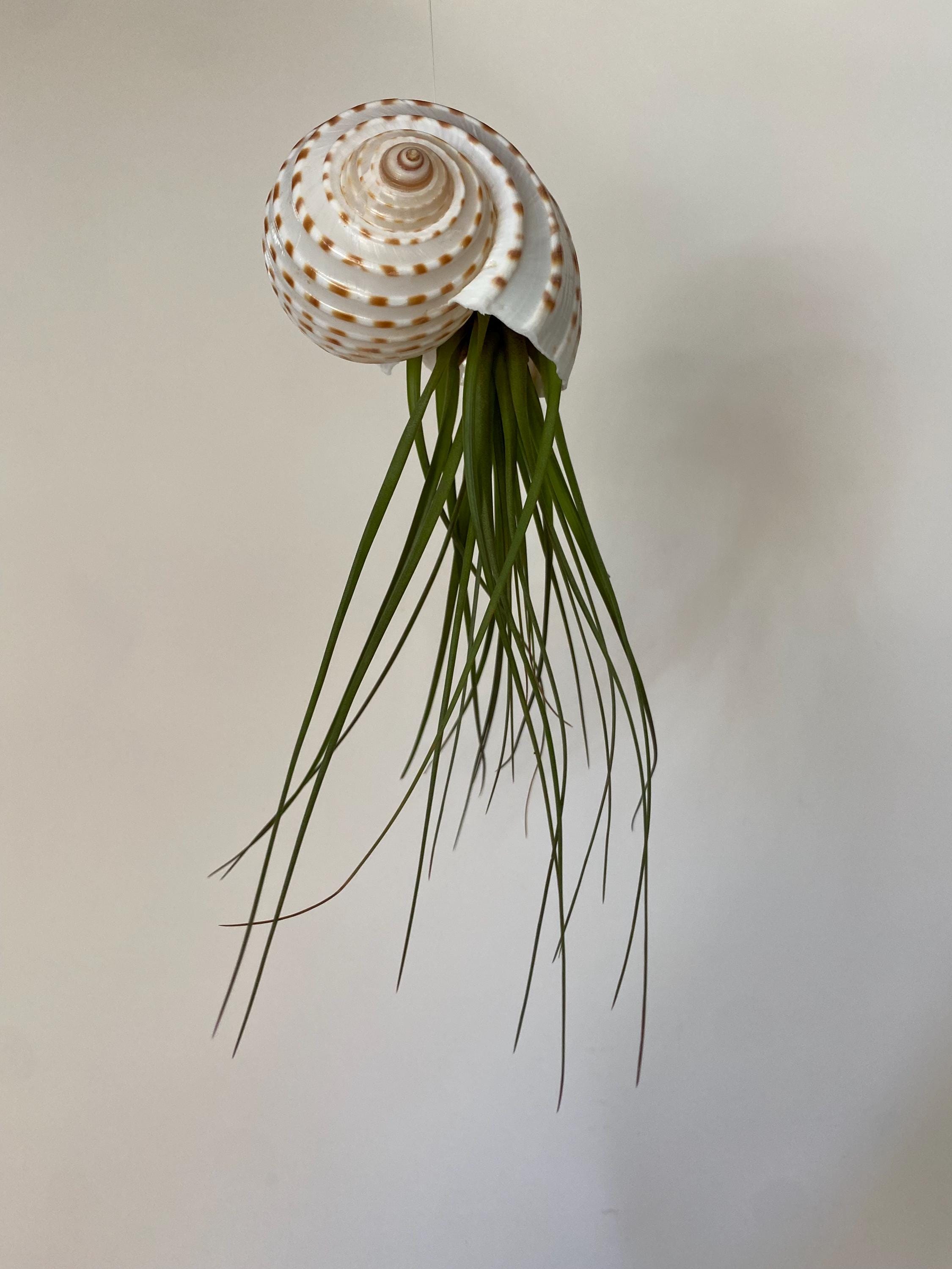 Hanging Sea Shell Air Plant - Etsy