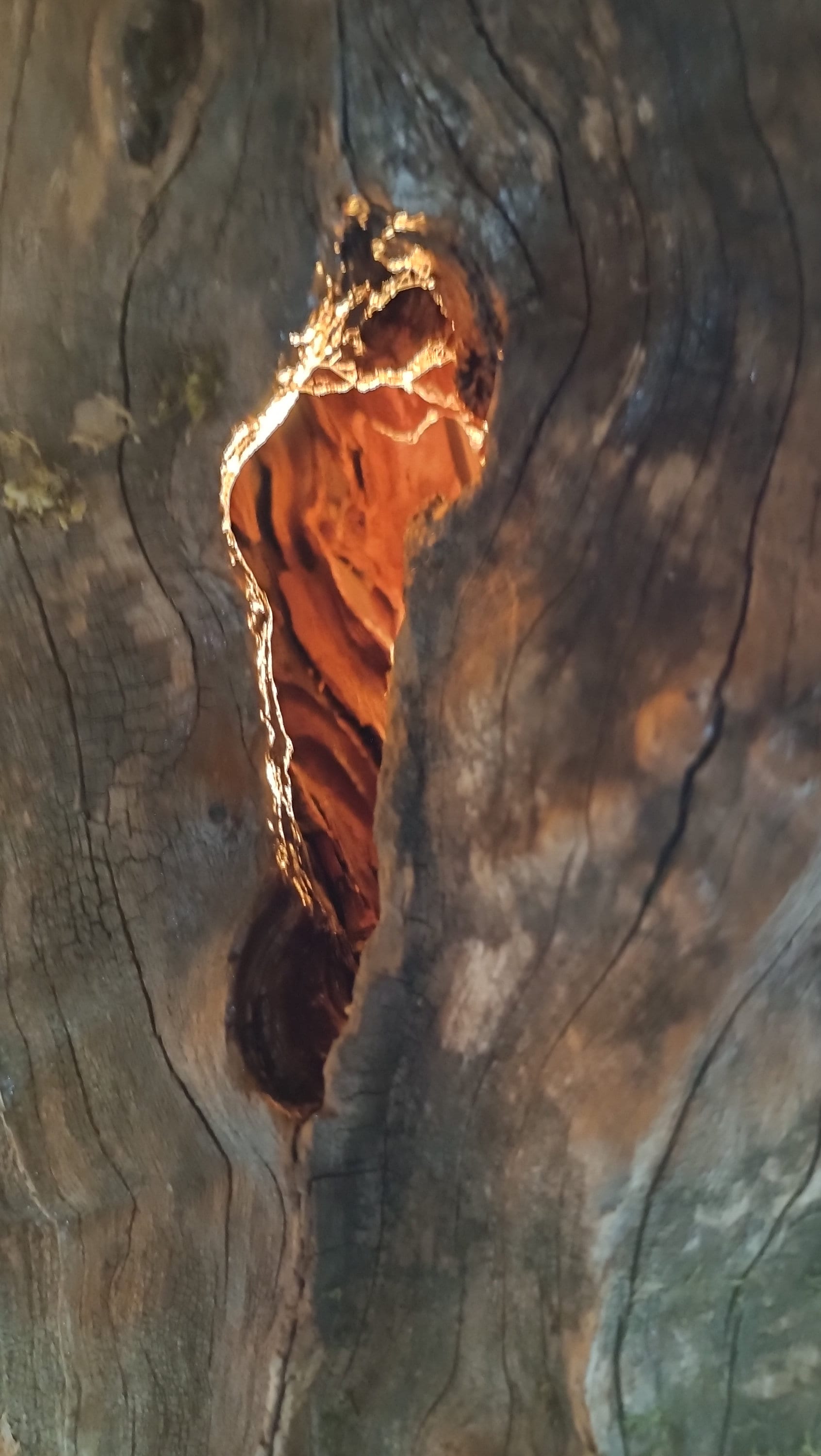 Floor Lamp Wooden Driftwood Wood Light Physical Sculpture Handmade ...