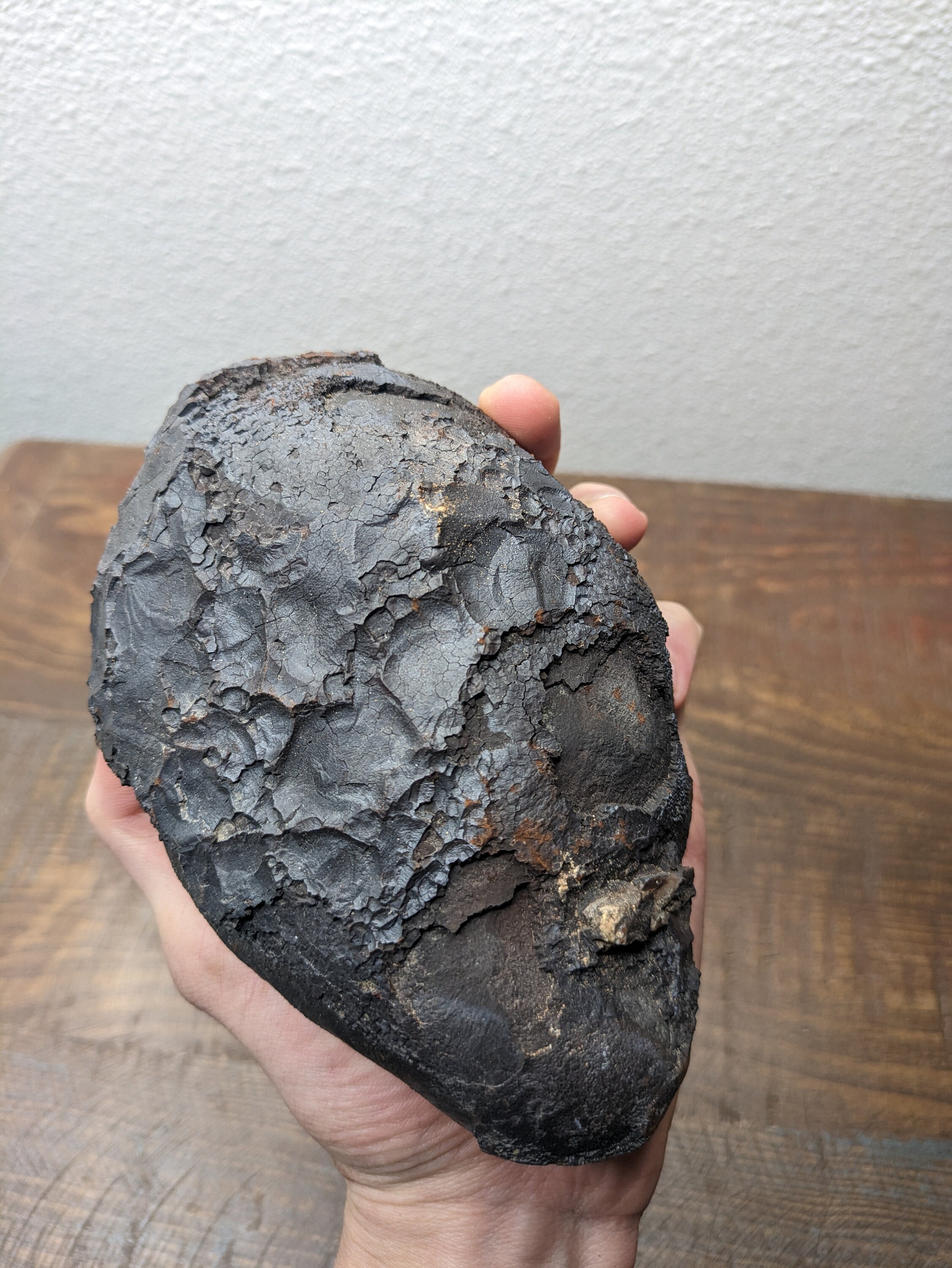 Dragon Scale Fossil - Etsy