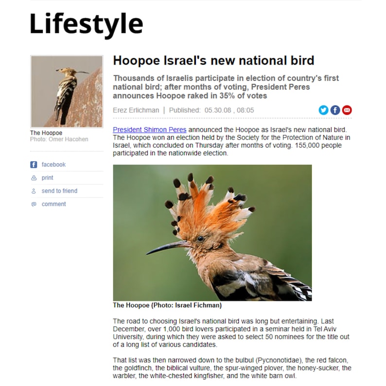 Israel Hoopoe Bird Art Print | Jewish Wall Decor - Etsy