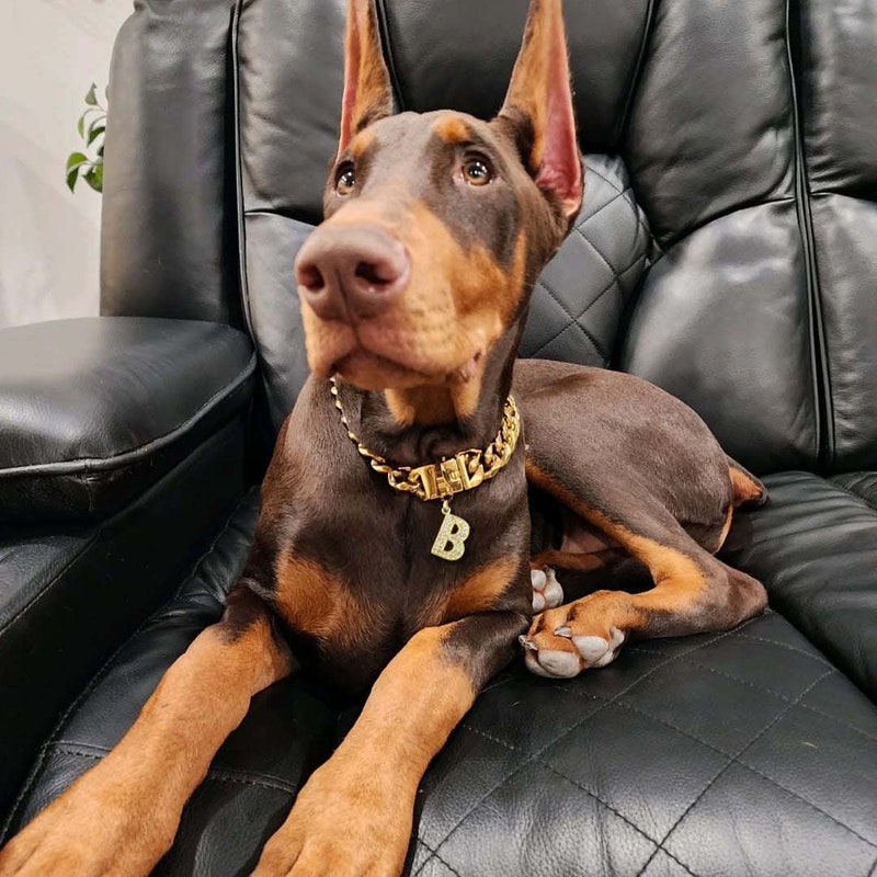 Gold Big Dog Chain Collar - Etsy