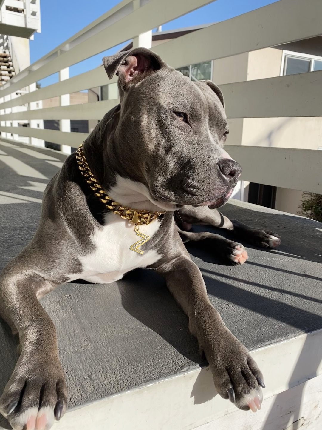 Cuban Dog Chain, Gold Dog Collar, Dog Jewelry, Dog Chain, Custom Metal ...