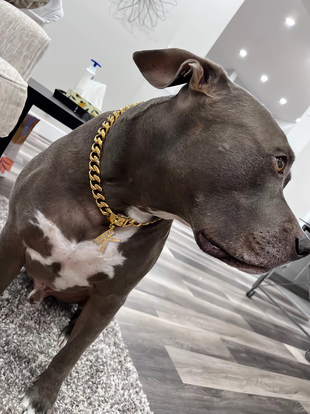 Cuban Dog Chain, Gold Dog Collar, Engraved Metal Letter, Custom Gold ...