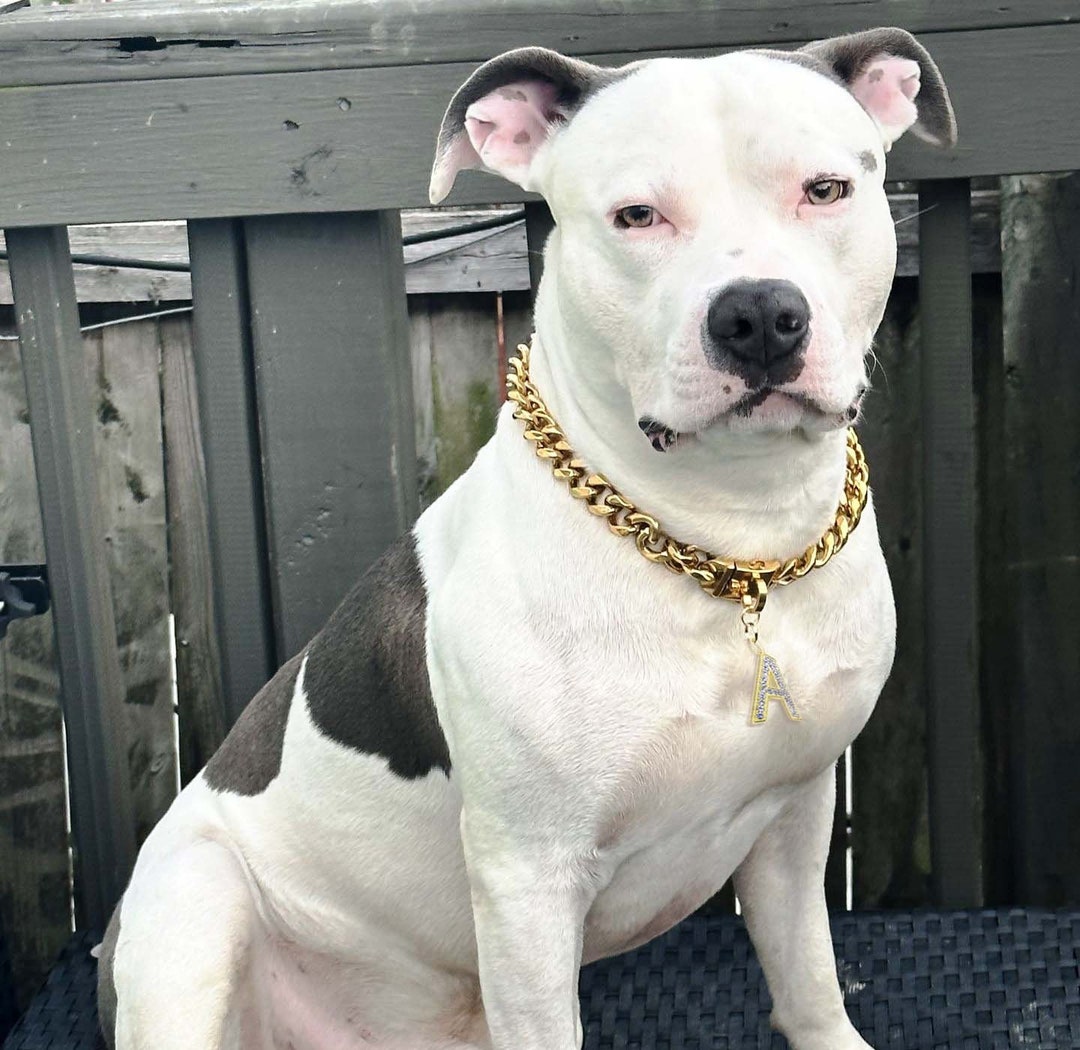 Cuban Gold Dog Chain, Pet Jewelry, Gold Dog Collar, Custom Gold Letter ...