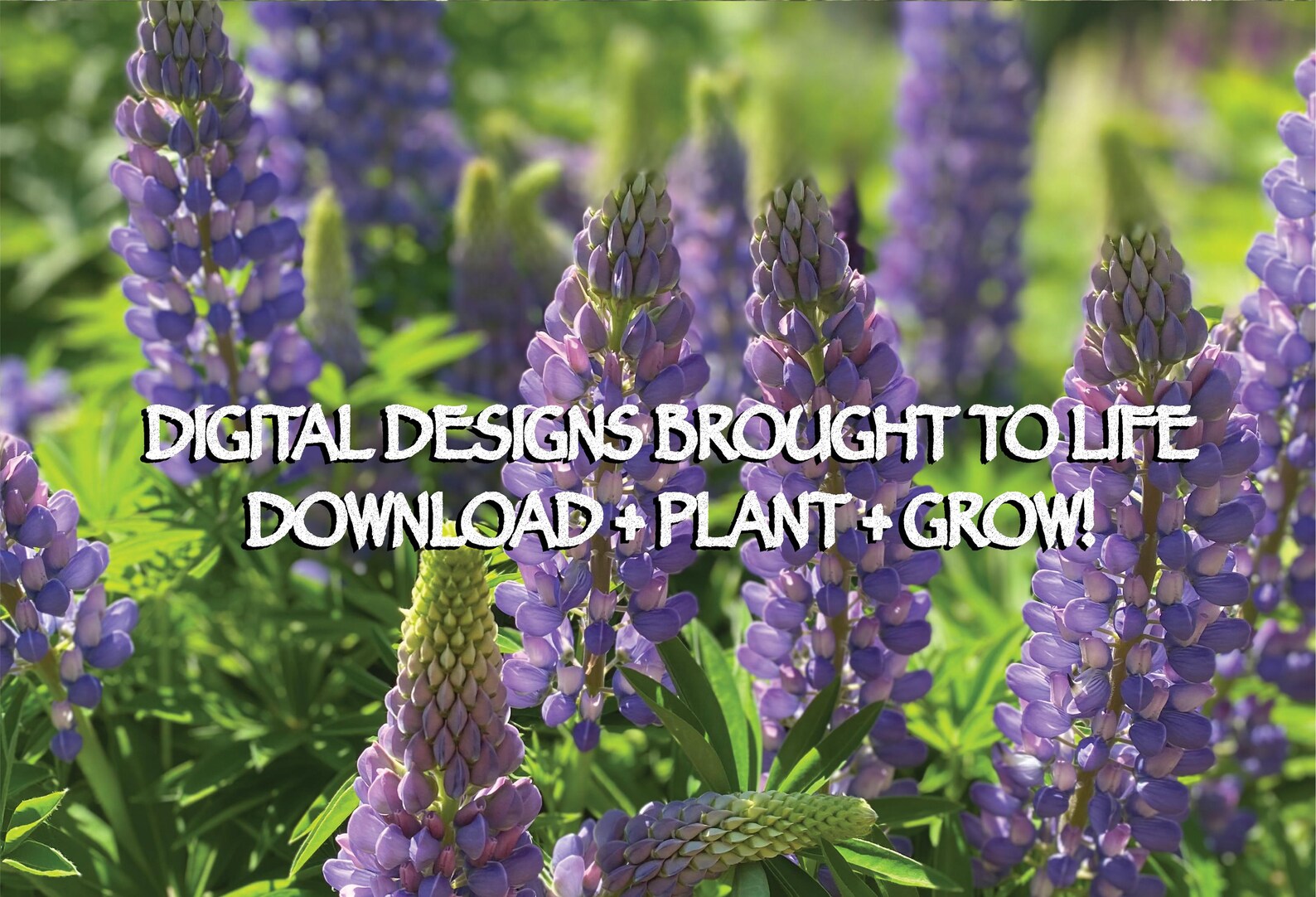 Pollinator Garden Bed Template - Semicircle (8m X 3m - Drawn to Scale ...