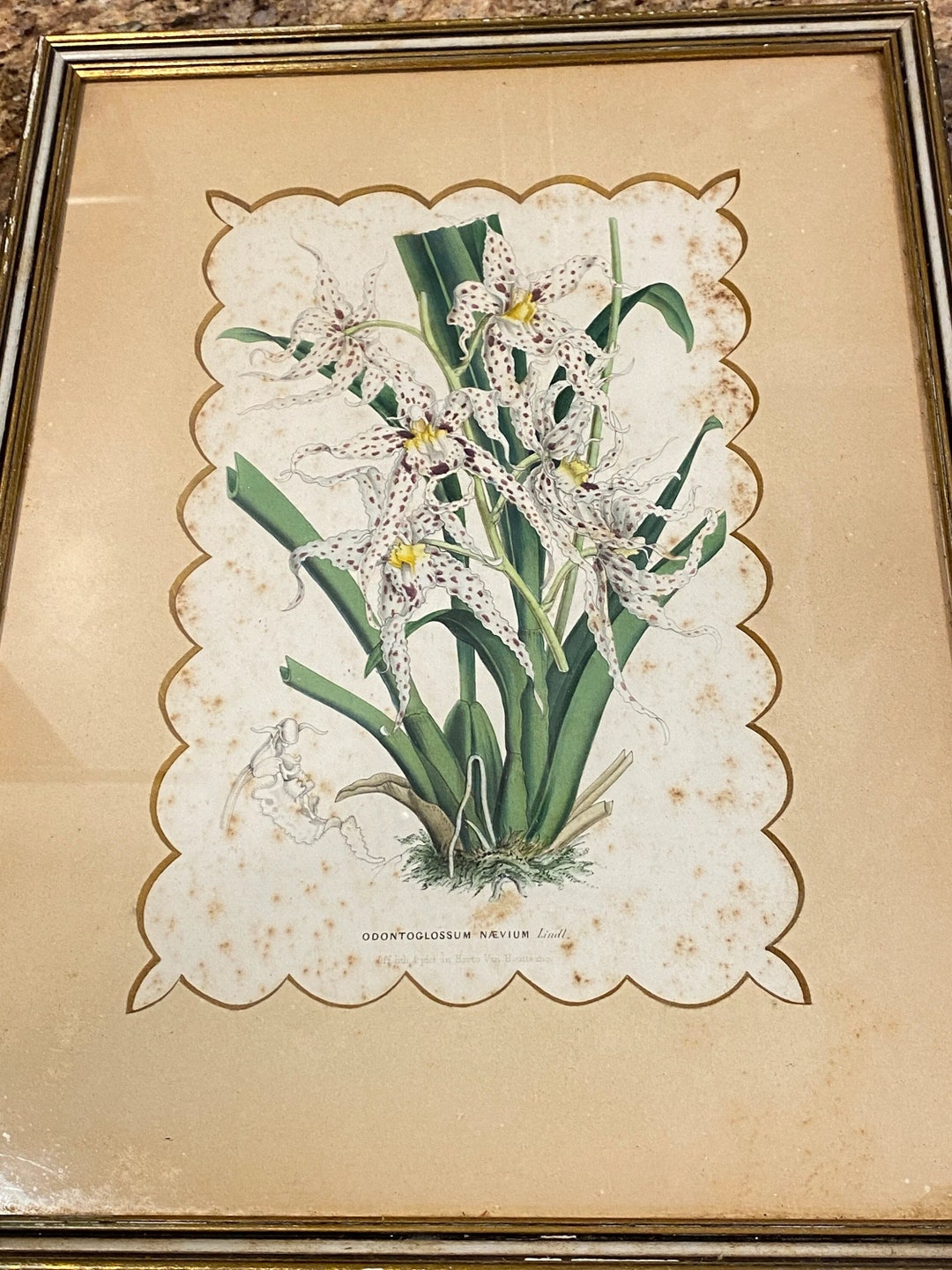 Antique Victorian 1800;s Horto Van Houtteano Framed Botanical Tropical ...
