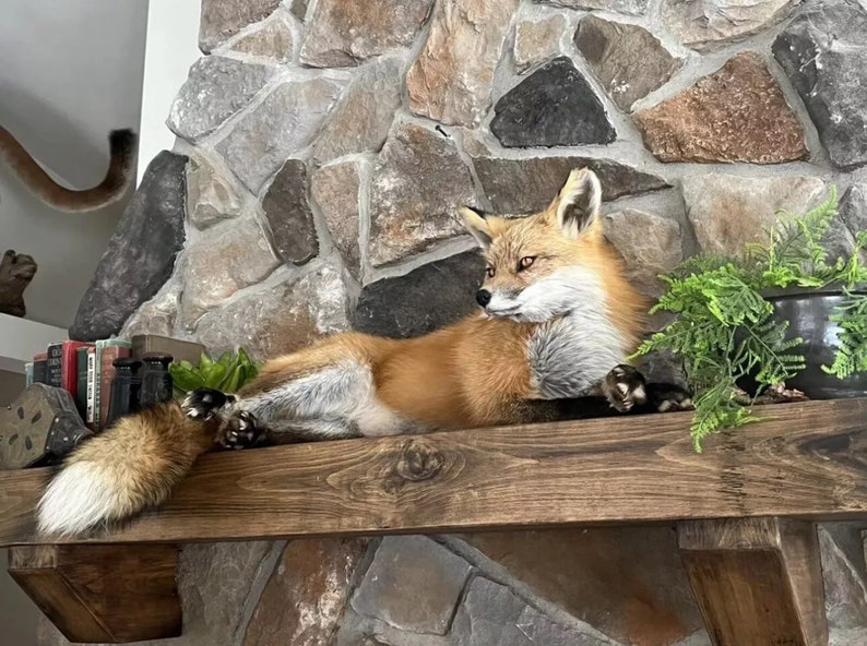 Red Fox Full Body Shelf or Mantle Mount - Etsy