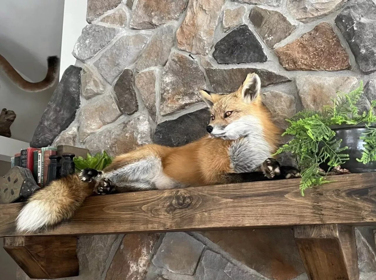 Red Fox Full Body Shelf or Mantle Mount - Etsy