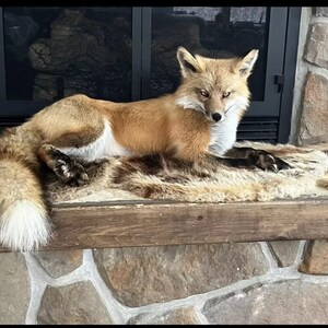 Red Fox Full Body Shelf or Mantle Mount - Etsy