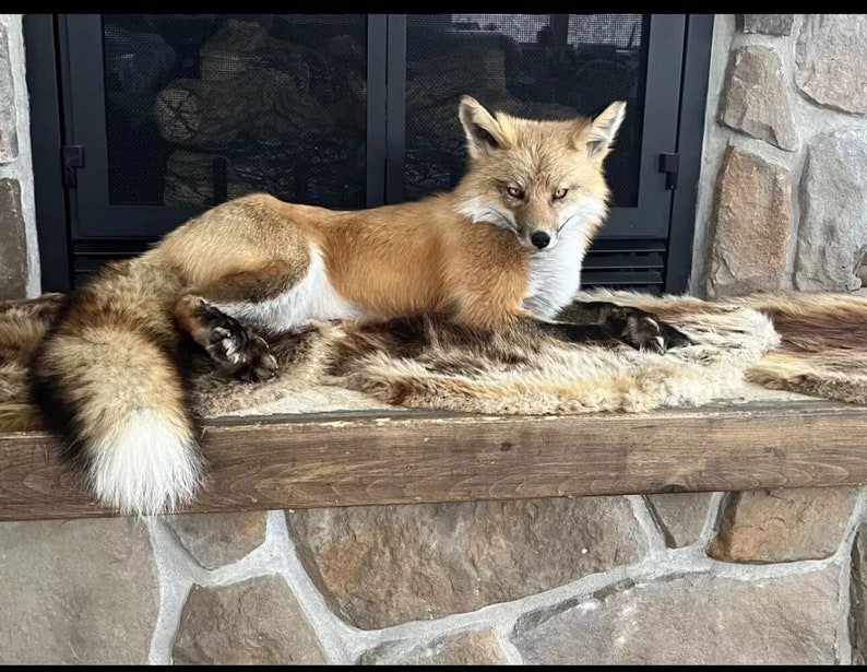 Red Fox Full Body Shelf or Mantle Mount - Etsy
