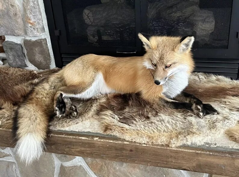 Red Fox Full Body Shelf or Mantle Mount - Etsy