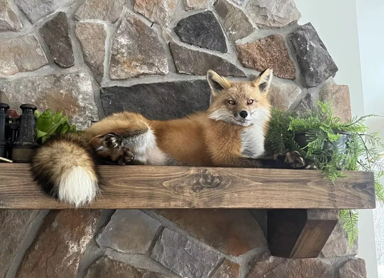 Red Fox Full Body Shelf or Mantle Mount - Etsy