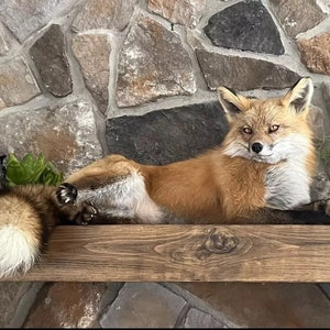 Red Fox Full Body Shelf or Mantle Mount - Etsy