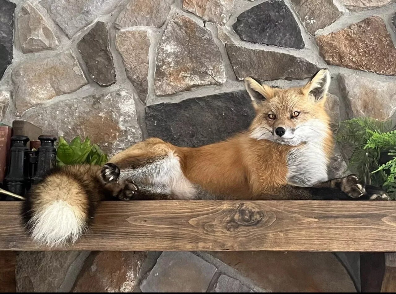 Red Fox Full Body Shelf or Mantle Mount - Etsy