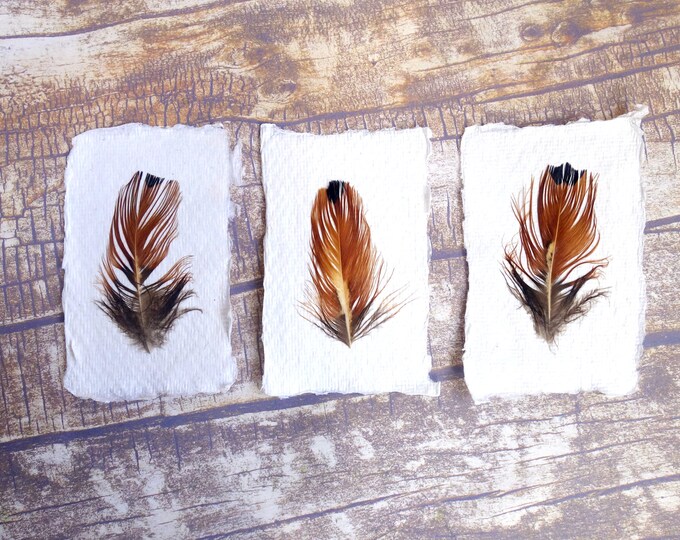Real Feather Art, Set of 3: Neutral Modern Nature Wall Artwork, Brown ...
