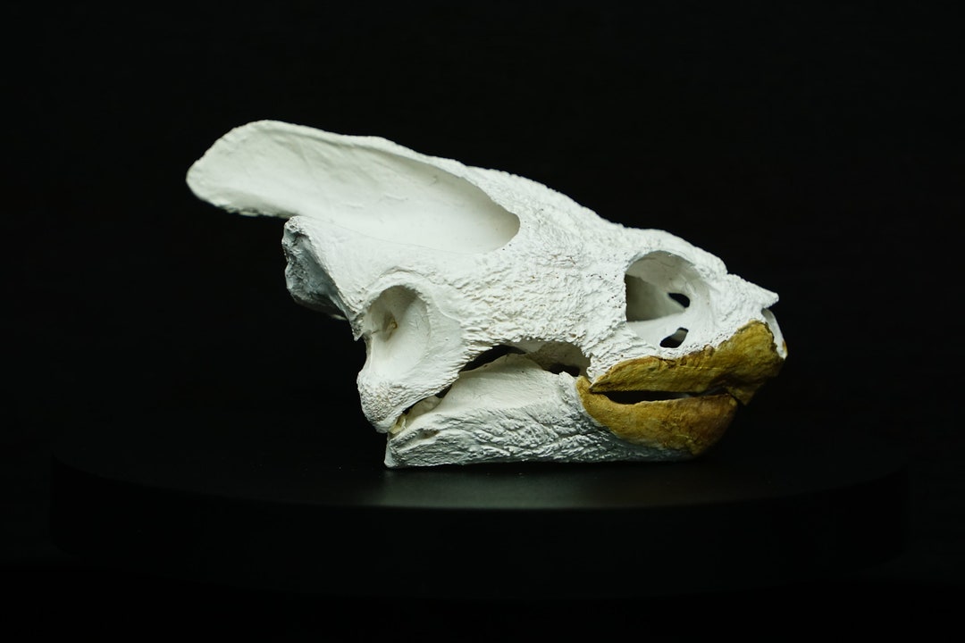 Snapping Turtle Skull Replica - Etsy