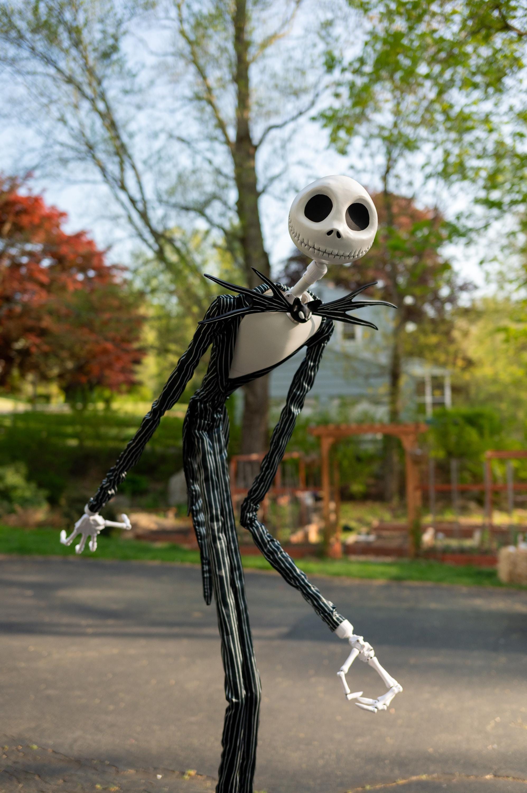 Life-size Posable 7.5 Ft Jack Skeleton Figure: Handmade Halloween ...