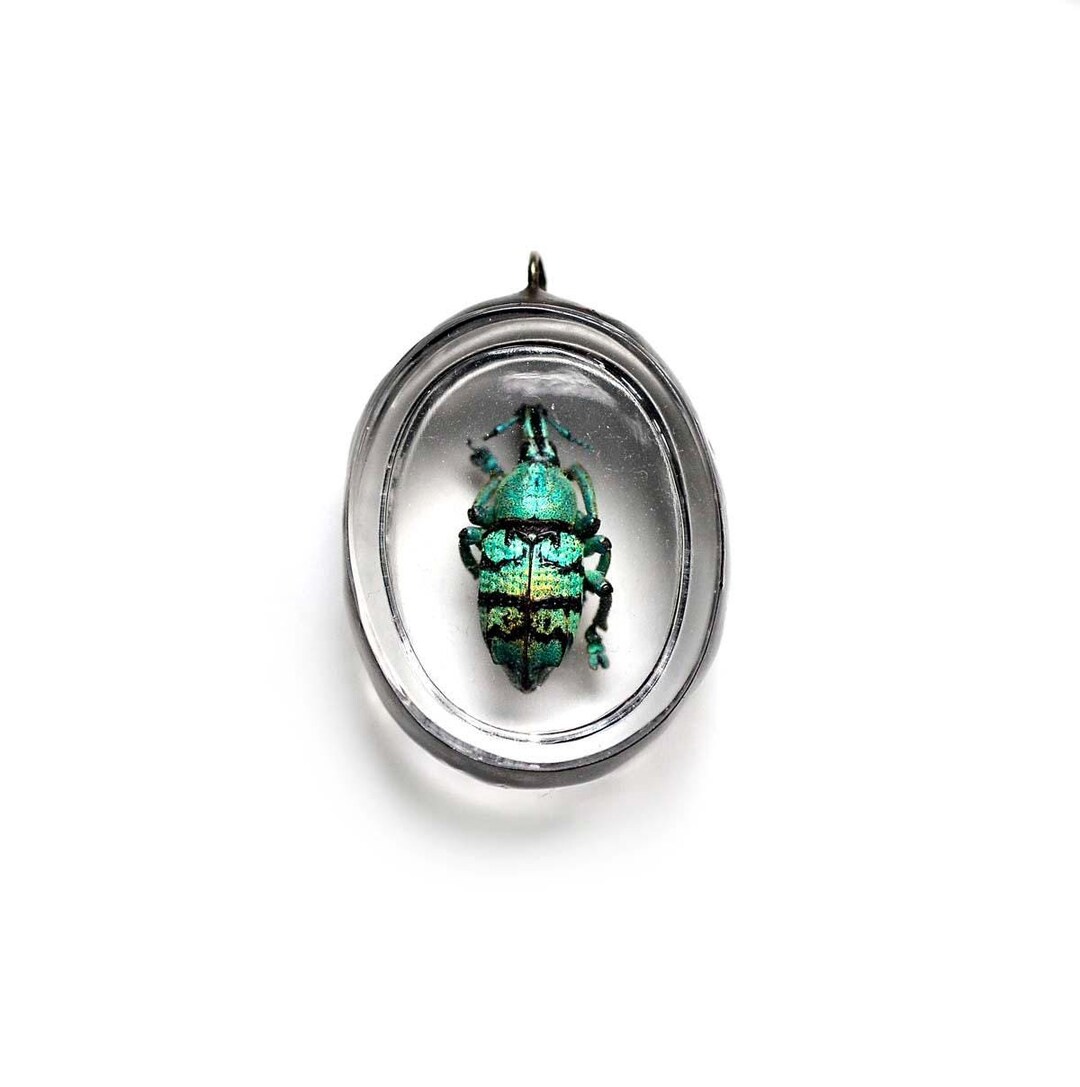 Real Insect Jewelry. Real Beetle Necklace. Real Weevil Pendant. Bug ...