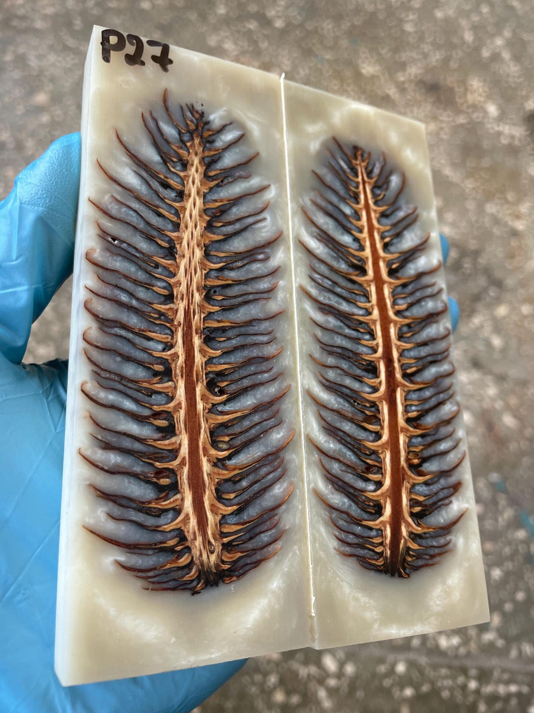 Pinecone in Resin Pine Cone Spruce Stabilized Pair Scales for Handle ...