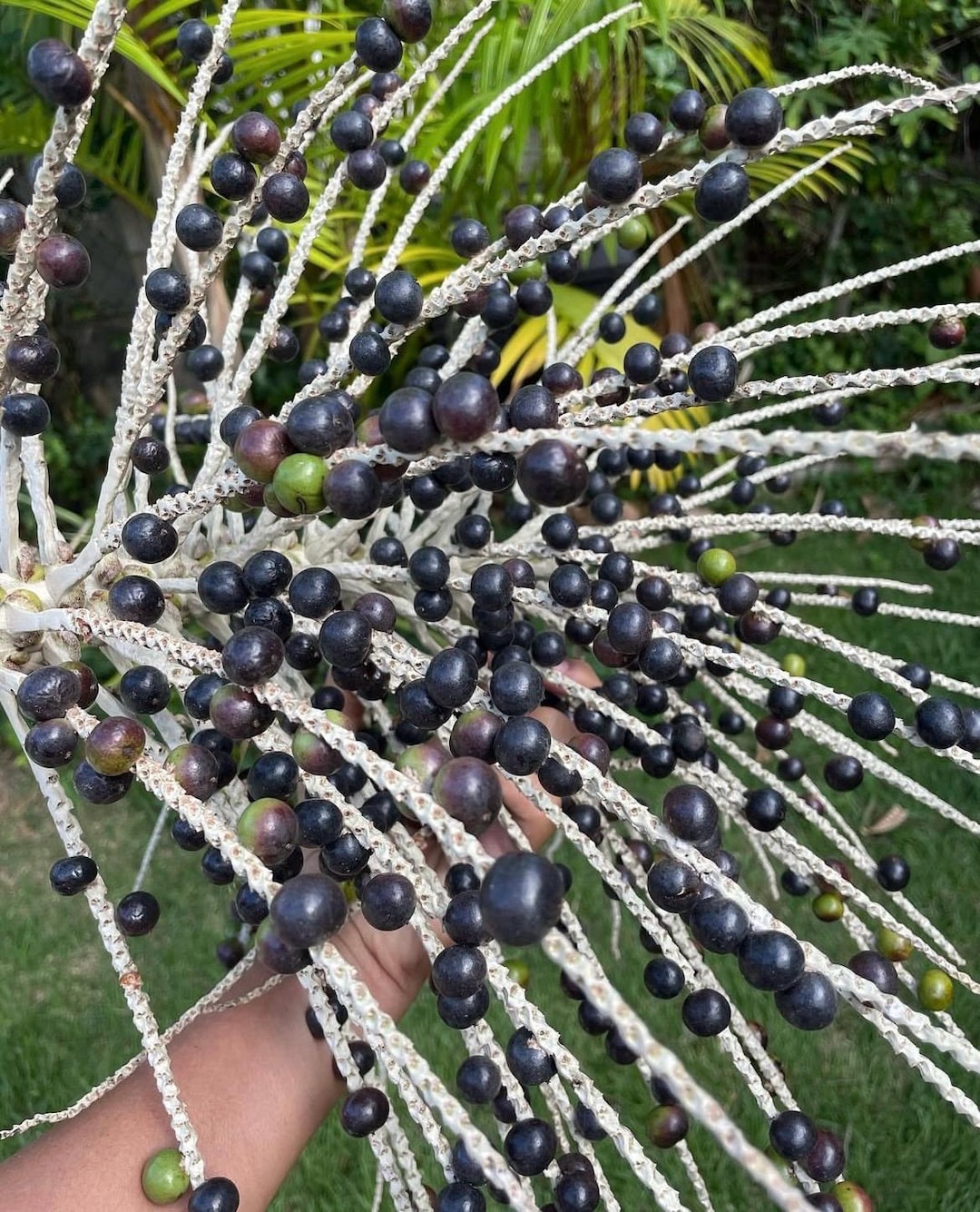Açaí Palm Seedling Bareroot Live Plant - Etsy