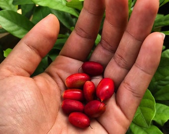 Miracle Fruit Synsepalum Dulcificum Miracle Berry Fruit Seedling PLANT ...