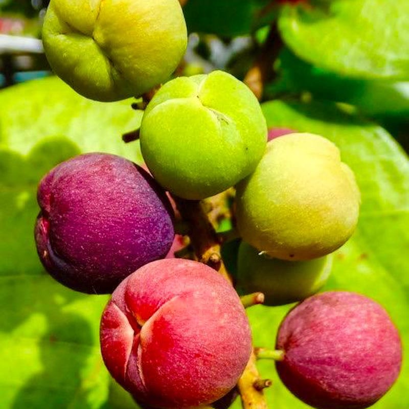 Grapes Seedlings - Etsy