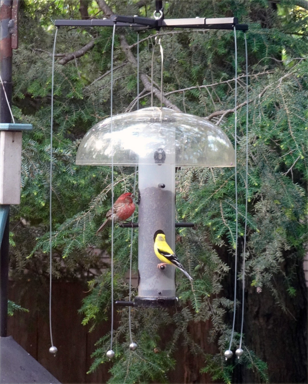 Keep House Sparrows off Your Tube Feeders With Sparrow-b-gone! - Etsy