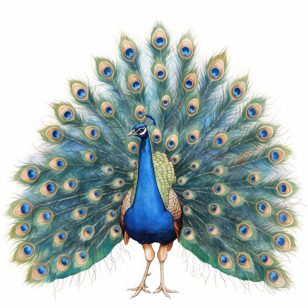 12 Peacock Clipart Bundle, Green Blue Bird Illustration, Printable ...