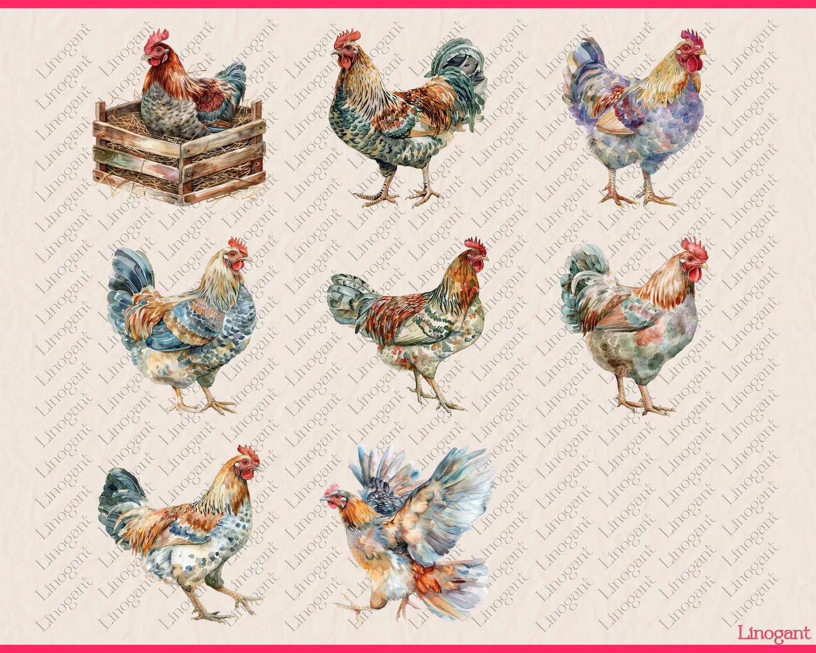 Watercolor Chicken Clipart Bundle, Bird Species Clip Art Set, Farm ...