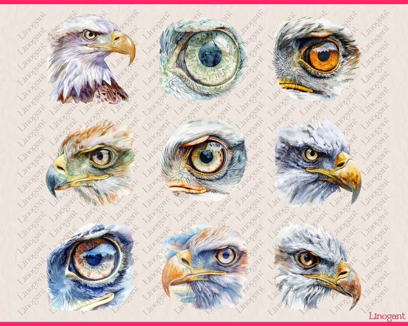 Watercolor Eagle Eye and Beak Clipart Bundle, Wild Bird Clip Art Set ...
