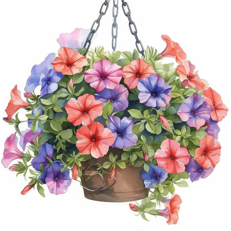 Hanging Mixed Petunias Clip Art 11 High Res Watercolor Jpgs for Junk ...