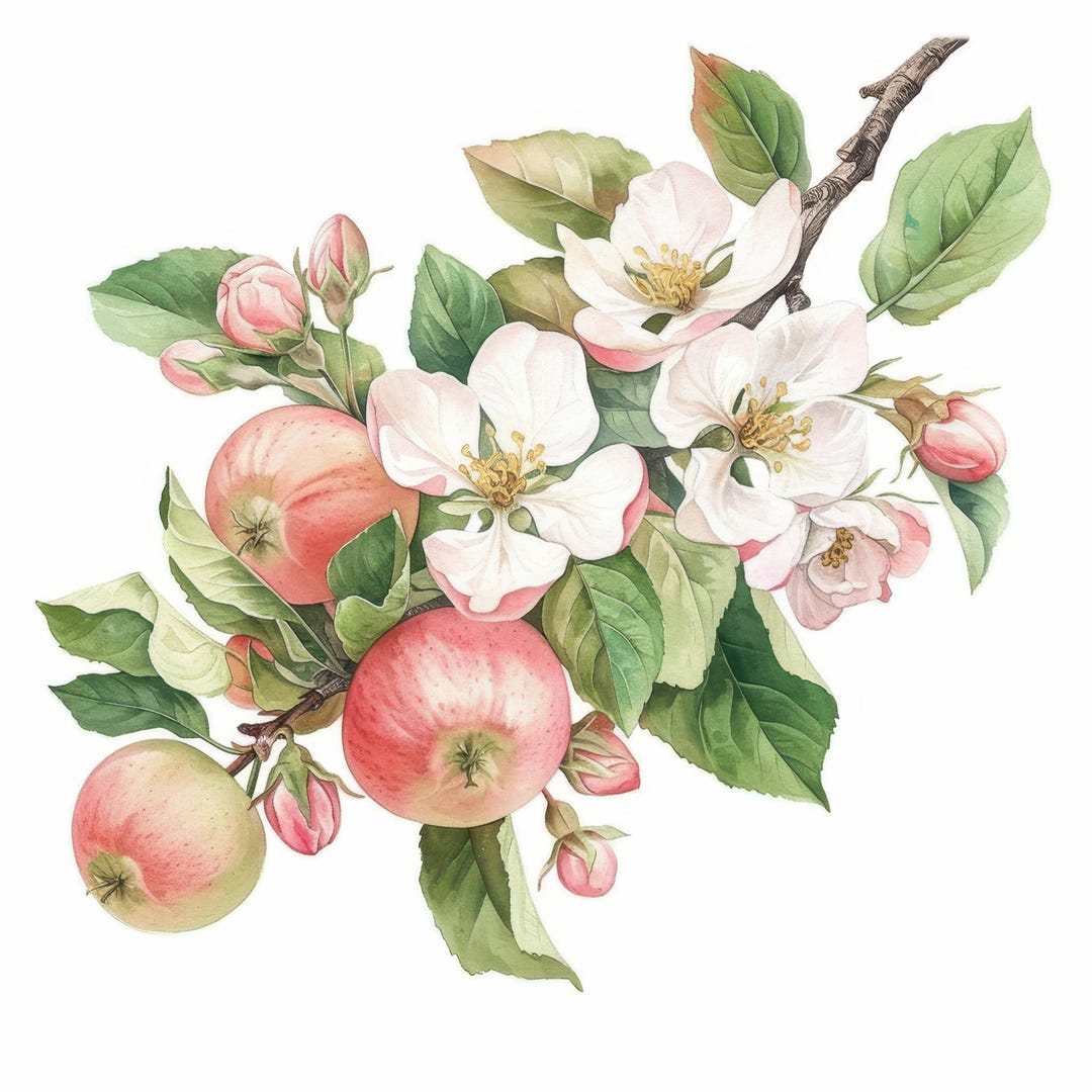 10 Apple Blossom Watercolor Clipart, Floral Fruit Illustration ...