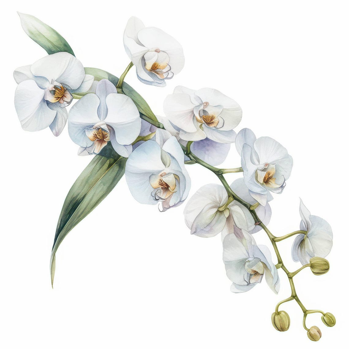 13 White Orchid Clipart Bundle, Delicate Petal Illustration, Printable ...