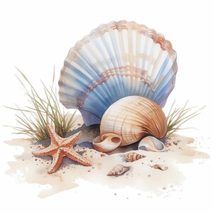 14 Seashell Clipart Bundle, Landscape With Sea Shells Illustration ...
