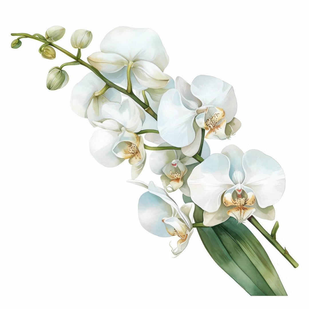 13 White Orchid Clipart Bundle, Delicate Petal Illustration, Printable ...